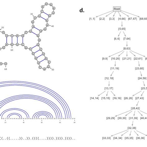Four Equivalent Representations For An Rna Secondary Structure Of Download Scientific Diagram