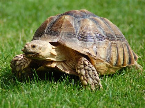 One Thing I D Change About Oxford Free The Tortoises Cherwell