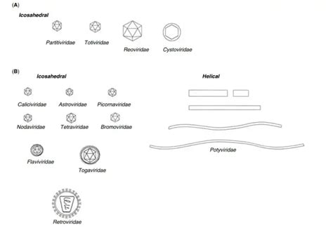 Classification Of Virus Biology Notes Online