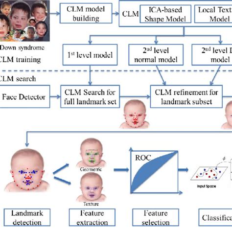 Pdf Digital Facial Dysmorphology For Genetic Screening Hierarchical Constrained Local Model