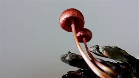 Imágenes De Spore Bearing Descubre Bancos De Fotos Ilustraciones Vectores Y Vídeos De 838
