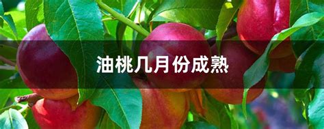 油桃几月份成熟 如意谷