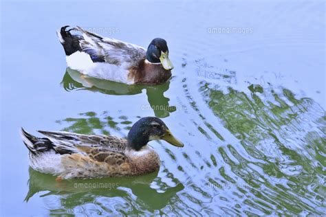 千葉公園の池で泳ぐ春から夏の夏羽に換羽中のエクリプス非生殖羽のマガモカモ目カモ科雌に似た地 10261030689 の写真素材