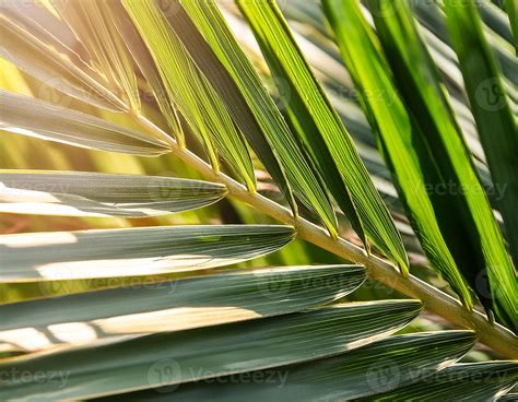 Green Texture Of Tree Leaf Nature Background Nature Leaves Green Tropical Forest Backgound