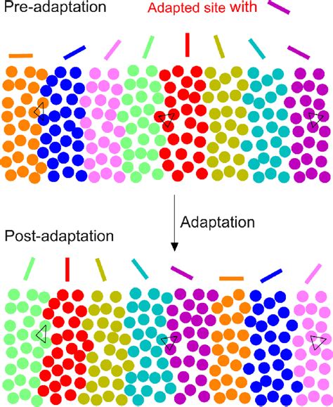 Functional Reconfiguration Of Orientation Columns Postadaptation The Download Scientific