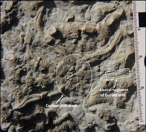 A Fossil Urasterellid Asteroid Asteroidea Echinodermata From The Upper Ordovician Katian A Fossil Urasterellid Asteroid Asteroidea Echinodermata From The Upper Ordovician Katian