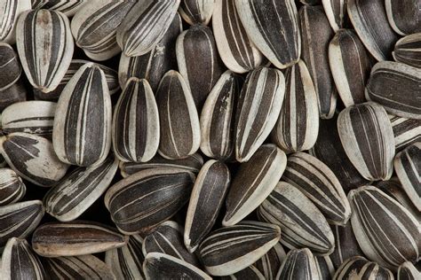 Sunflower Seeds In Telugu Images At Lynda Rahman Blog