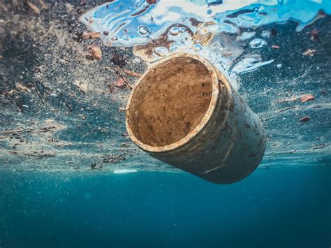Colossal Squid Filmed Alive On Camera For First Time Ever Oceanographic