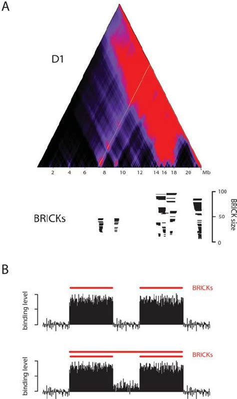 Identification Of The Most Probable Locations Of Discrete Chromatin