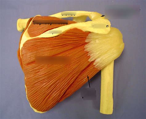 Rotator Cuff Model Posterior Diagram Quizlet