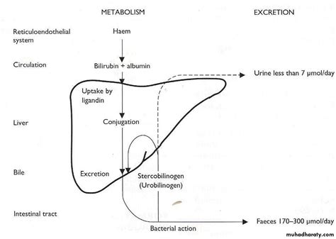 Liver Function Tests Pptx D Wajdy Muhadharaty