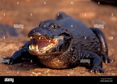 Broad Nosed Caiman Caiman Latirostris Adult With Open Mouth Pantanal