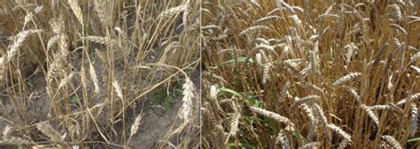 The Influence Of Straw On Your Composting Process