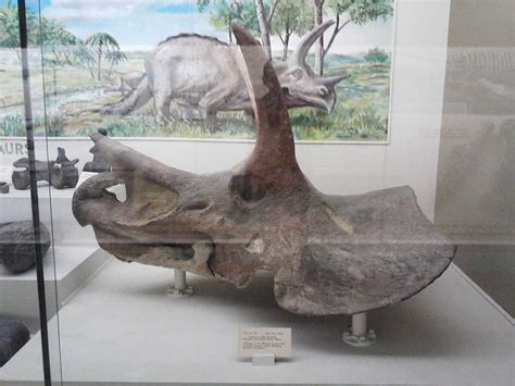 Kansas 150th 150 Things To Do In Kansas University Of Kansas Natural History Museum