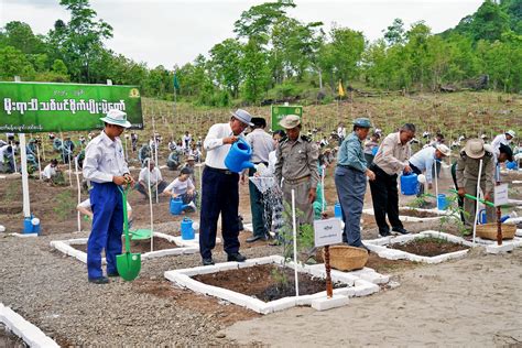 မကွေးတိုင်းဒေသကြီး မြန်မာ့သစ်လုပ်ငန်းက ၂၀၂၄ ခုနှစ် မိုးရာသီ သစ်ပင်စိုက်ပျိုးပွဲအဖြစ် ရွှေစက်တော