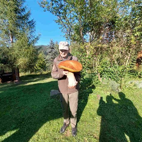 В Україні знайшли гриба-рекордсмена – AgroNews