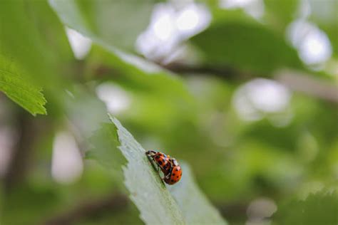 40 Animal Sex Ladybug Sexual Activity Photos Taleaux Et Images Libre 40 Animal Sex Ladybug Sexual Activity Photos Taleaux Et Images Libre