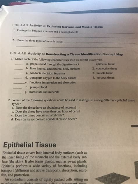 Solved Pre Lab Activity 3 Exploring Nervous And Muscle