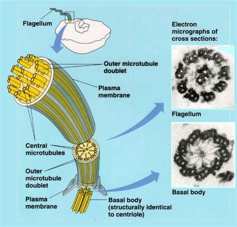 The Evolution Of The Flagellum