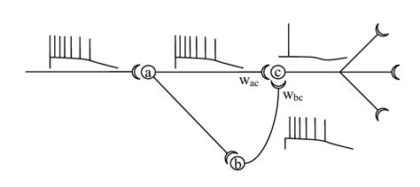 The Columnar Organization Of The Neocortex Top Left Columns Are Download Scientific Diagram