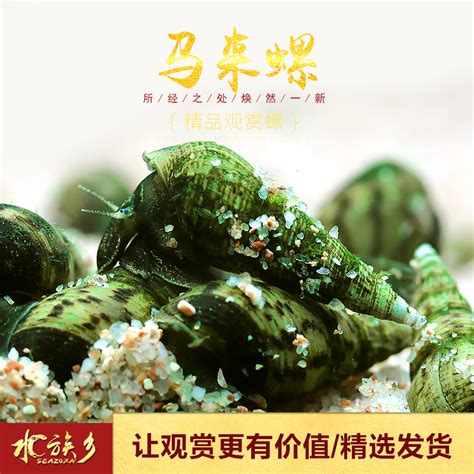 鱼缸放马来螺好不好 马来螺放鱼缸注意事项 马来螺的寿命有多长 第6页 大山谷图库