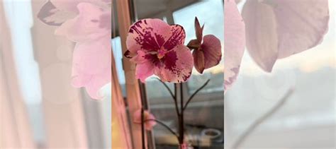 Орхидея наоми купить в Москве | Товары для дома и дачи | Авито