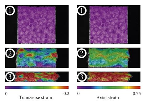 Axial And Transverse Nominal Strain Contour Maps Obtained Via Dic Download Scientific Diagram