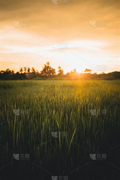 槟榔屿巴力克岛稻田里的日落