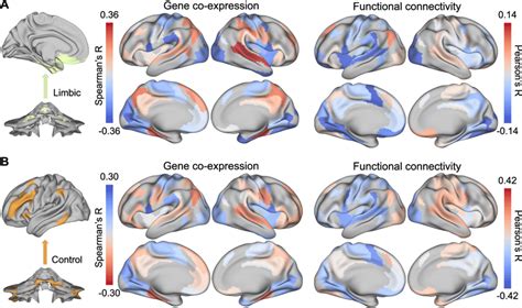 Cortical Genetic And Functional Correlation Of Cerebellar Limbic And Download Scientific
