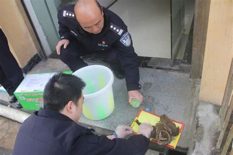 尴尬！“馋嘴”猫头鹰被困粘鼠板保护救助进行