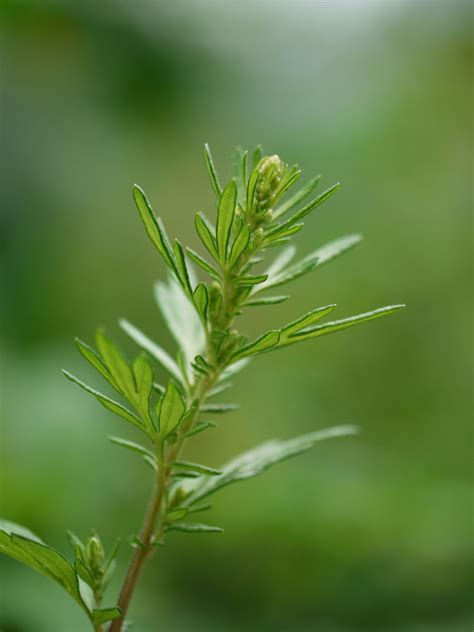 Mugwort Identify That Plant