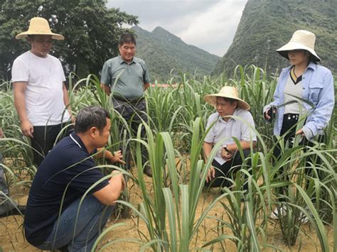 广西农科院甘蔗研究所