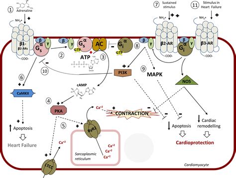 Beta blockers Historical Perspective and Mechanisms of Action Revista Española de Cardiología