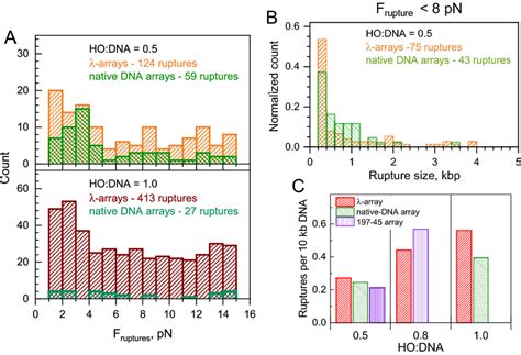 Analysis of the clustercluster ruptures in the λ arrays native DNA