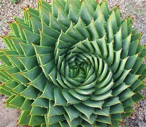Aloe Polyphylla The Fascinating Spiral Aloe Hasan Jasim