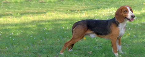 8 Astonishing Facts About Deutsche Bracke - Facts.net