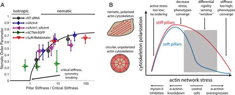 Cell Response To Substrate Rigidity Is Regulated By Active And Passive