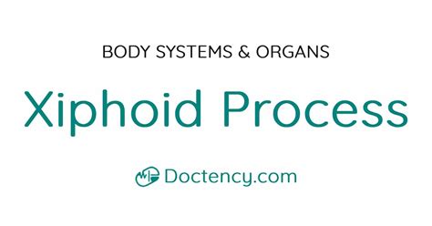 Xiphoid Process What Is It And Why Does It Matter