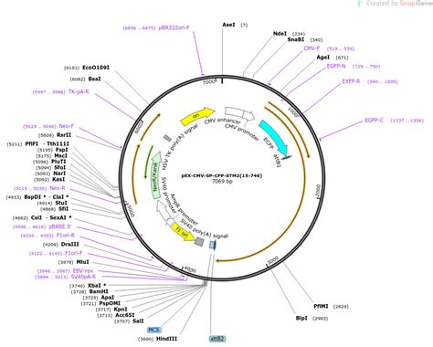 Addgene Addgene
