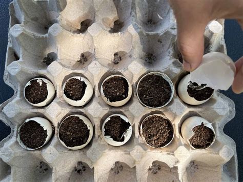 Eggshell Seed Starters A Simple Free And Eco Friendly Way To Grow