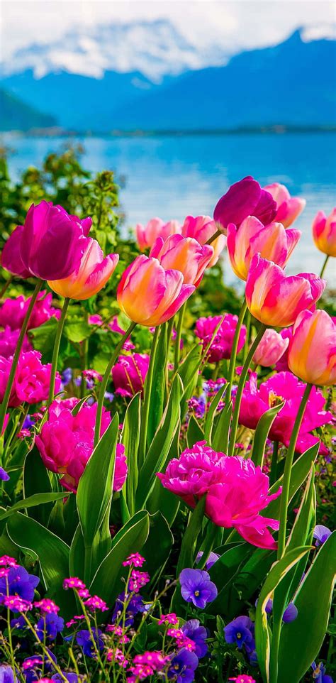 New Nature Wallpaper Flower Infoupdate Org