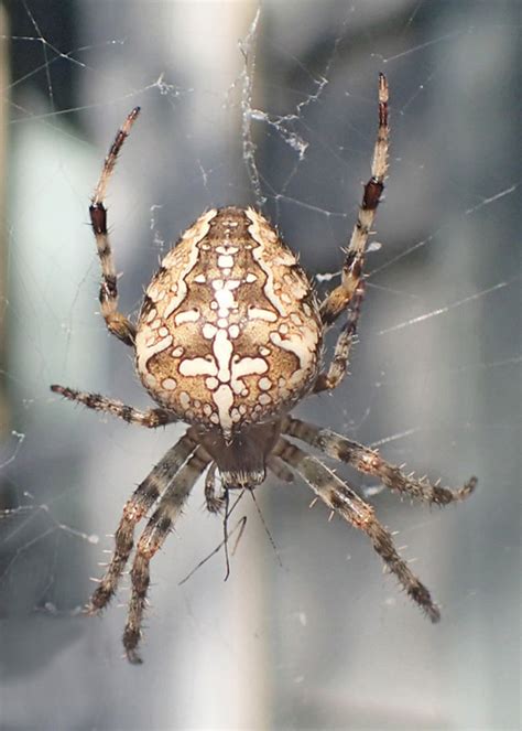 Common Garden Orb Weaver Spider Bite Fasci Garden