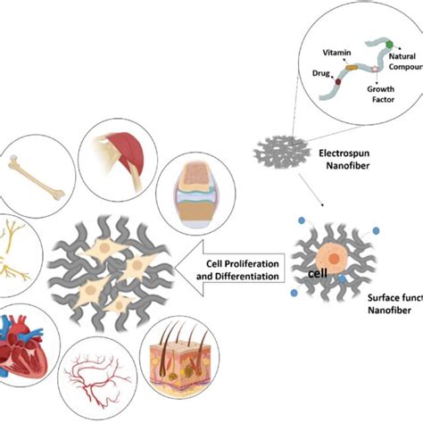 Electrospun Nanofibers Application In Tissue Engineering Download Scientific Diagram