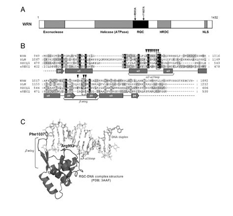 Structure And Mutation Sites Of Wrn Helicase A Domain Structure Of