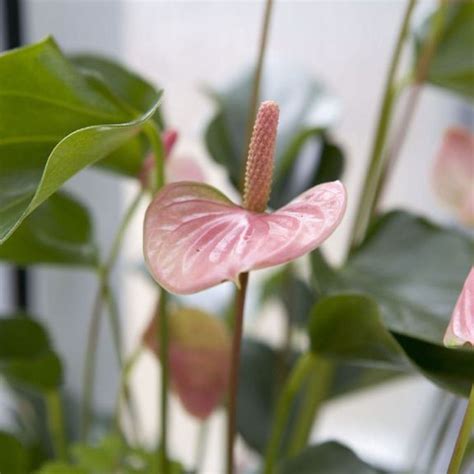 Антуриум андрианум розовый в горшке (Anthurium Andreanum Champion ...
