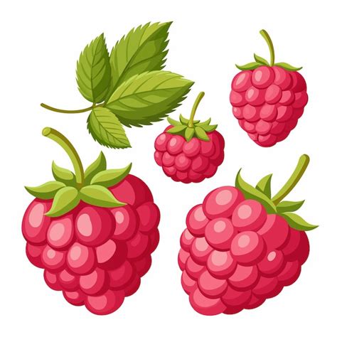 Raspberry Fruits Vector Illustration Isolated On White Background Premium Ai Generated Vector