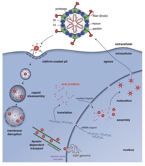 An Introduction To Adenovirus