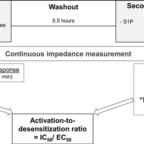 Protocol For Impedance Measurements Download Scientific Diagram
