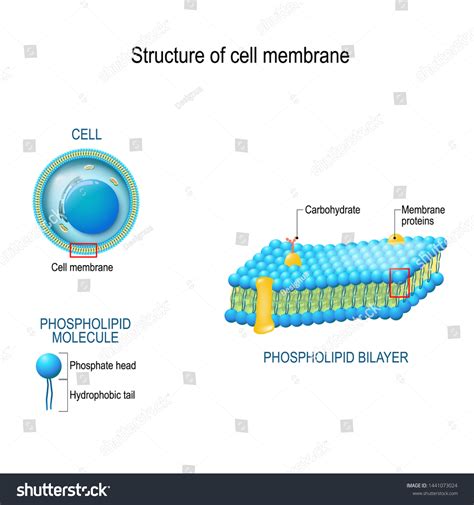 Phospholipids Images Stock Photos Vectors Shutterstock