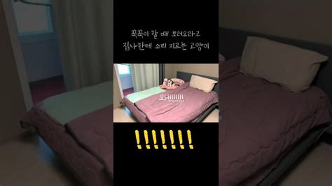 꾹꾹이 할 때 고래고래 소리 지르며 집사 호출하는 고양이 Youtube